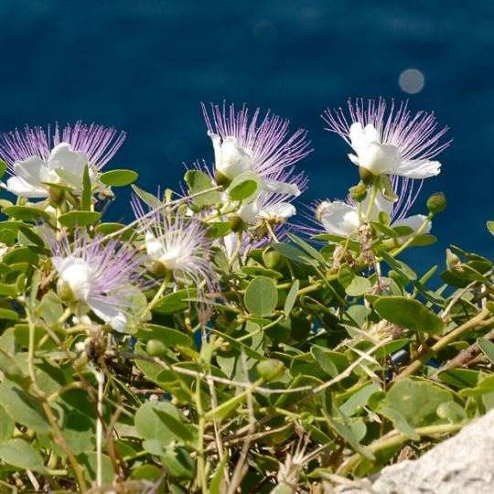 Aşçı Murat ile Kapari Çayı, Tomurcuğu Daha Fazlası